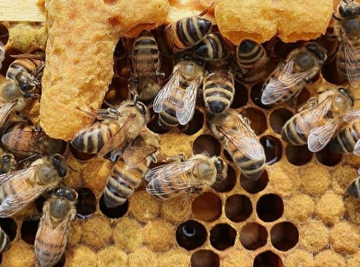 Deadliest State Animals: Which One Lives in YOUR State?