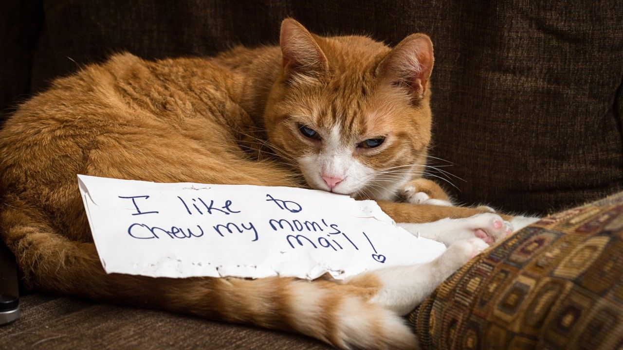Cat-Shaming Photos That Are Too Funny to Be Missed